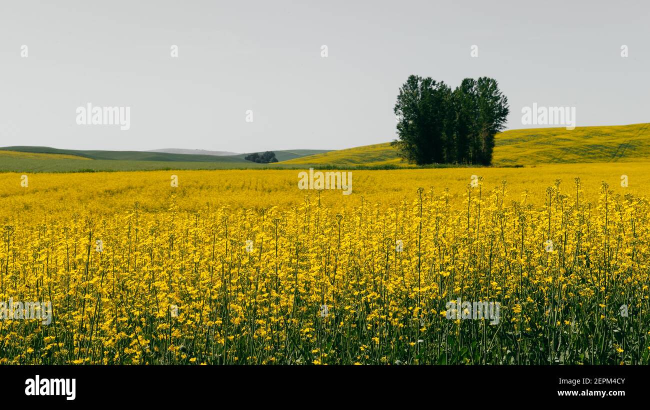 Whitman County, Washington Stock Photo - Alamy