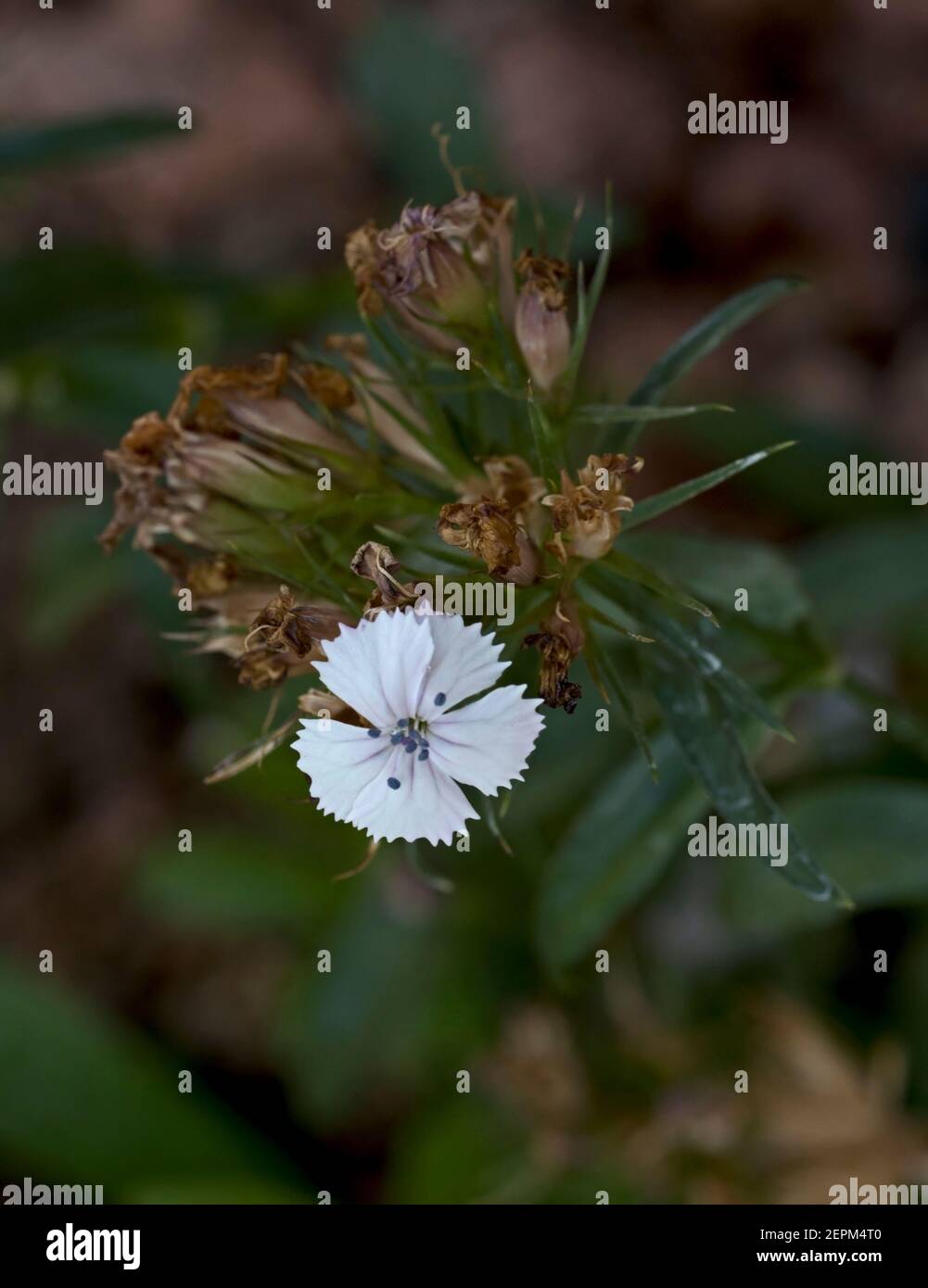 Tiny yet beautiful flower in a bush Stock Photo - Alamy