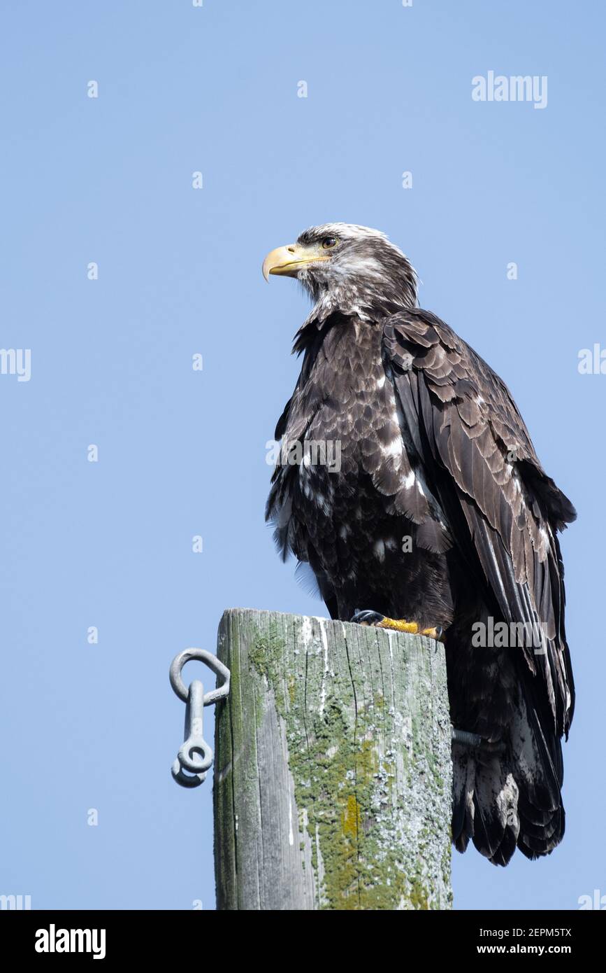 Juvenile bald eagle perched on hi-res stock photography and images - Alamy