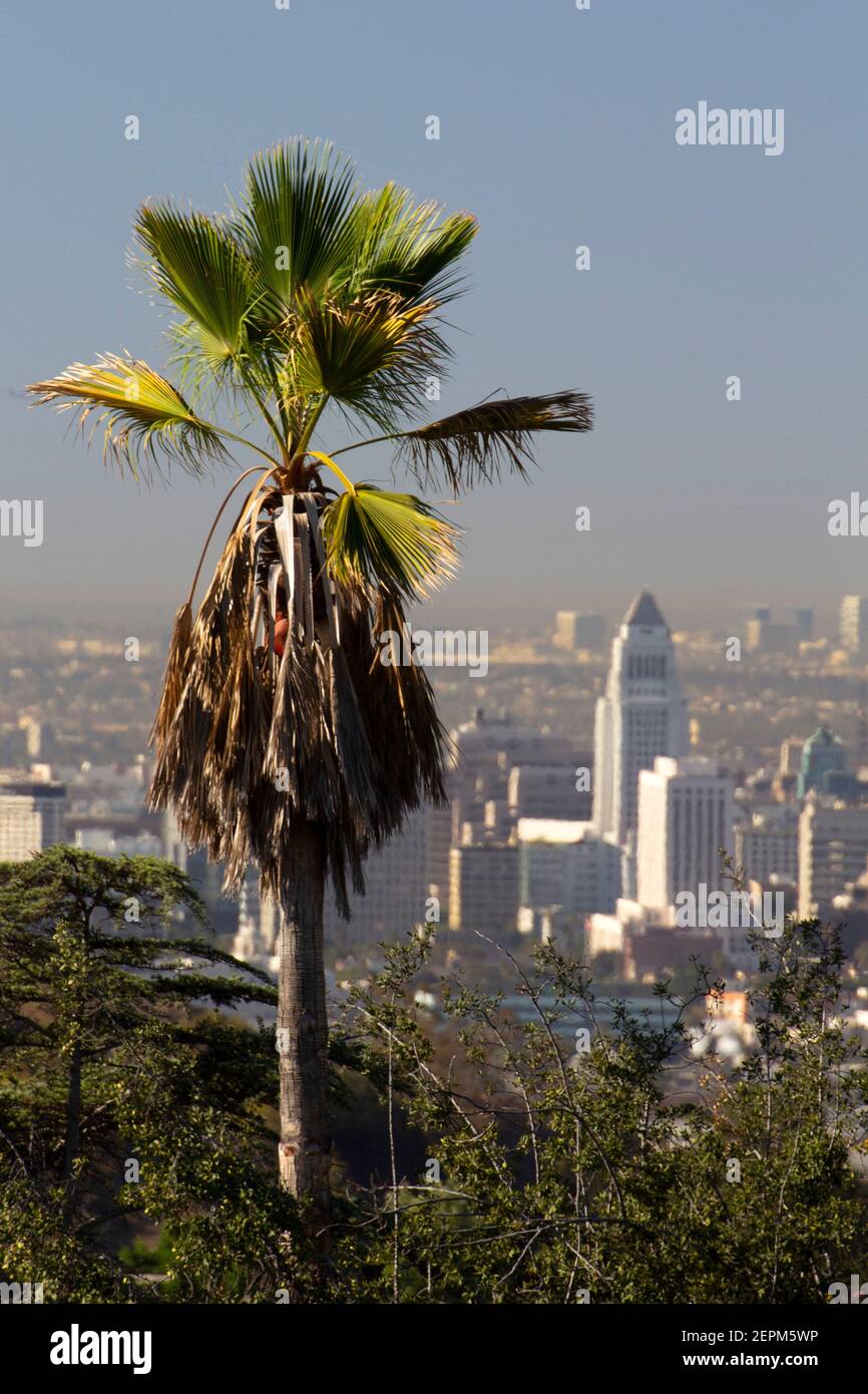 view of palm tree and distant tower of City Hall in downtown Los ...