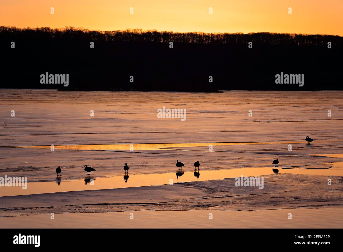 Bird in a Golden Sea Stock Photo - Alamy