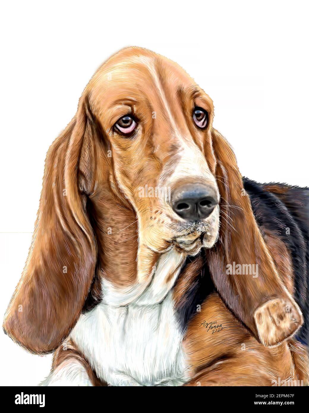 Basset Hound Dog Stock Photo - Alamy