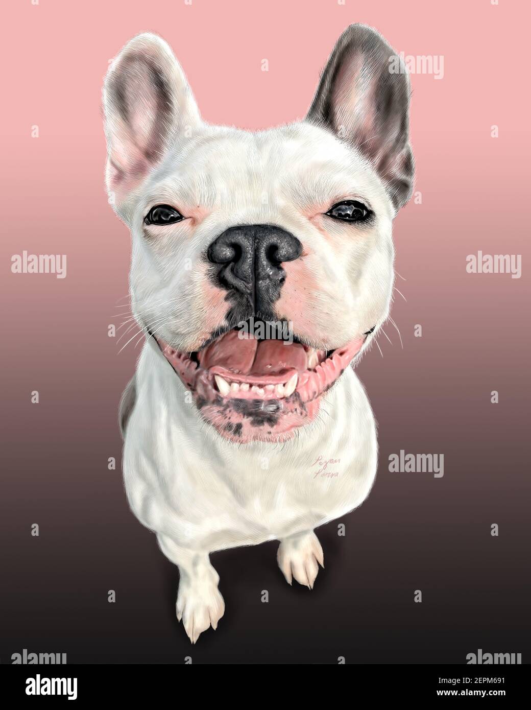 Boston Terrier Dog Stock Photo - Alamy