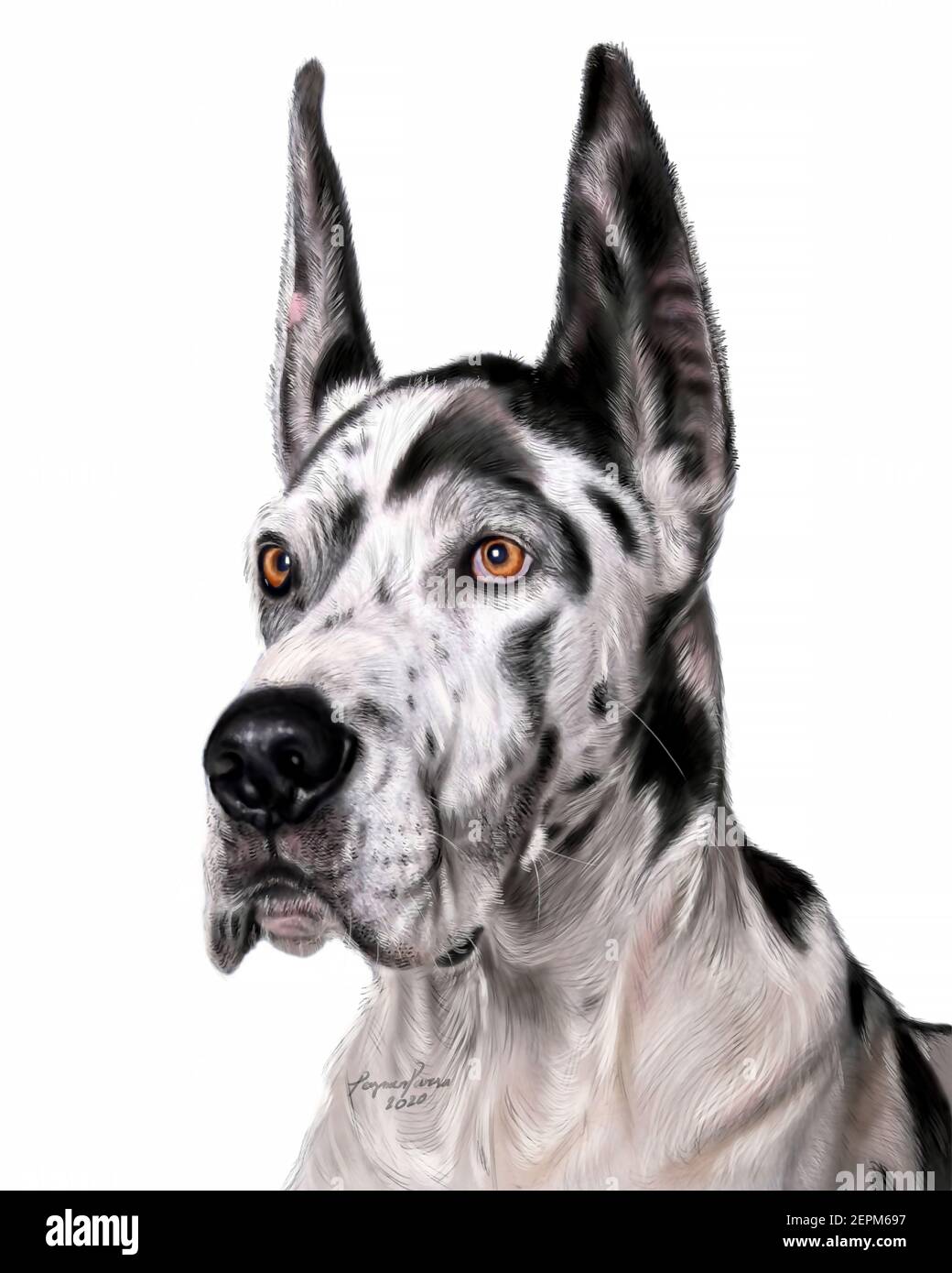 Great Dane Dog Stock Photo - Alamy