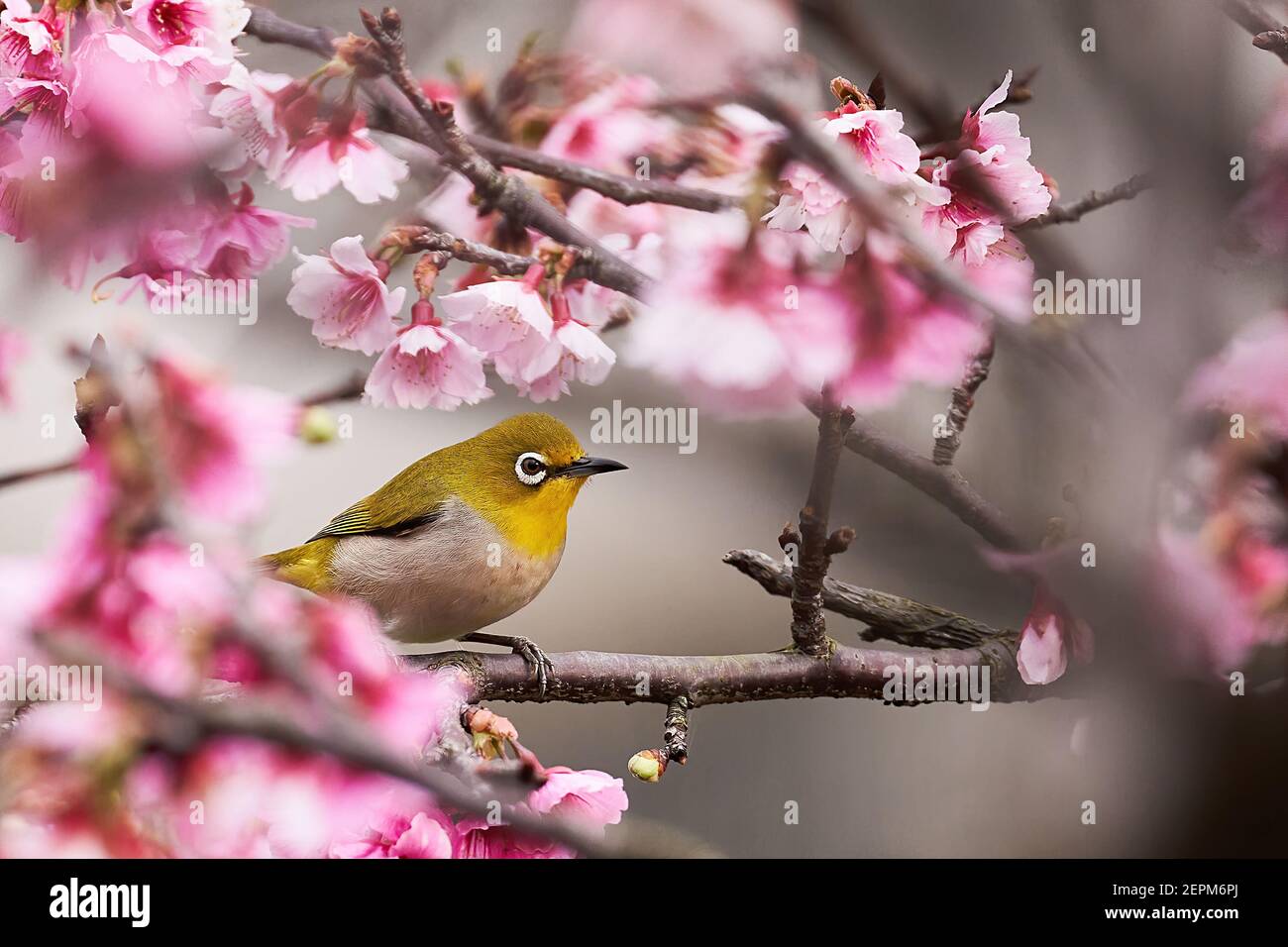 Swinhoe's White-eye (Zosterops simplex), Cherry Blossom, Sakura, Taiwan ...