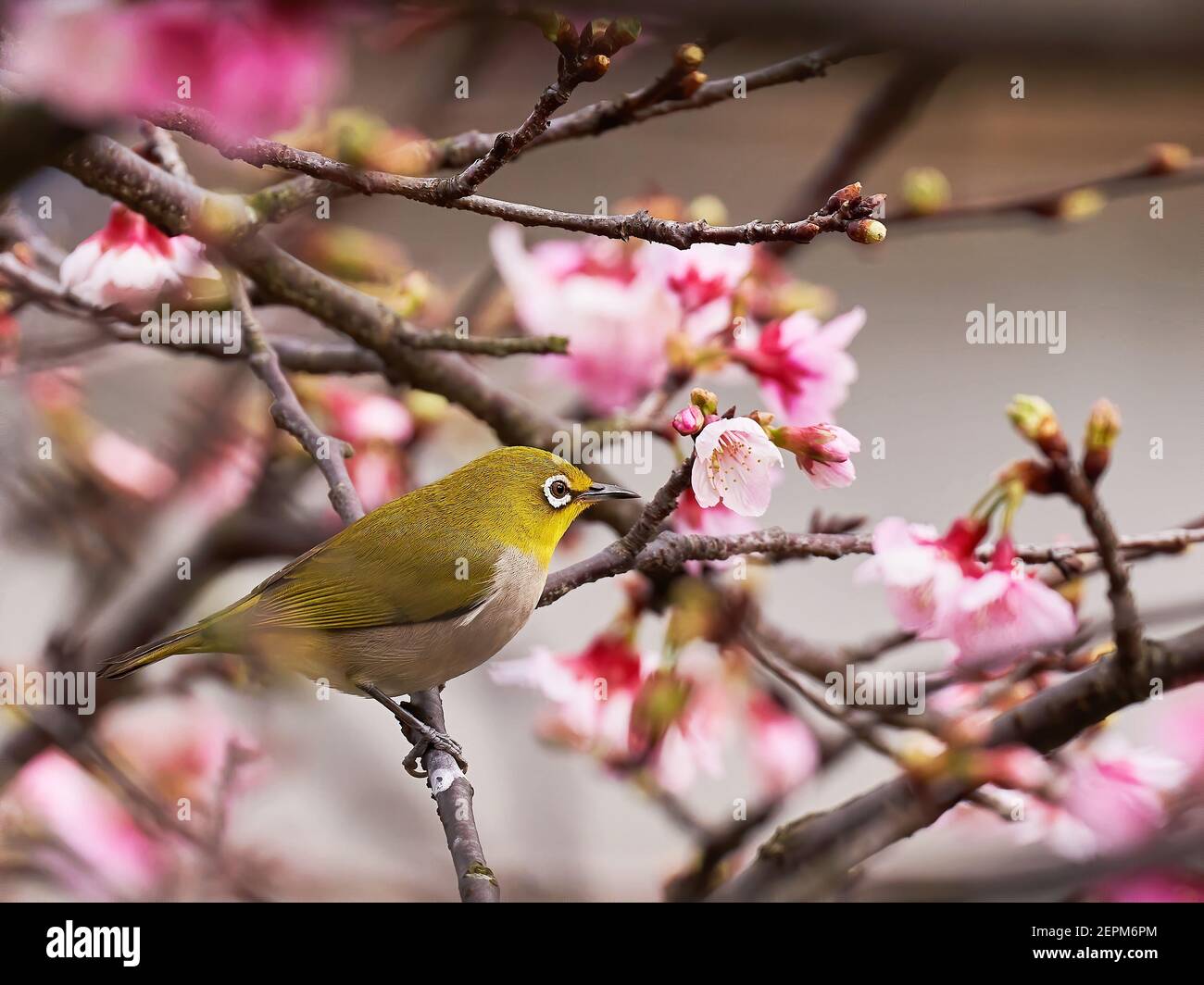 Taiwan Cherry Blossom, Sakura, Swinhoe's White-eye (Zosterops simplex ...