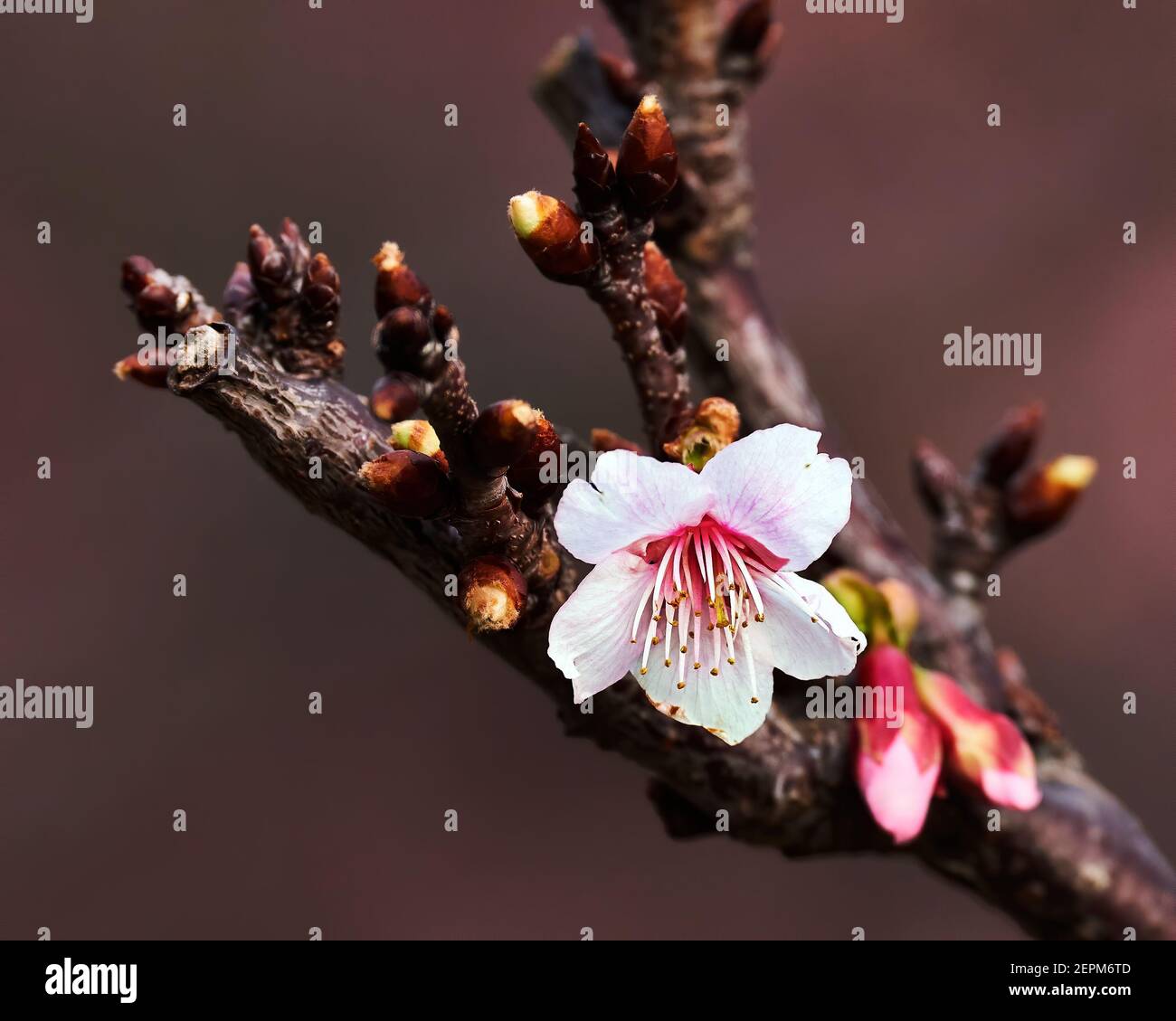Purple sakura flowers hi-res stock photography and images - Alamy