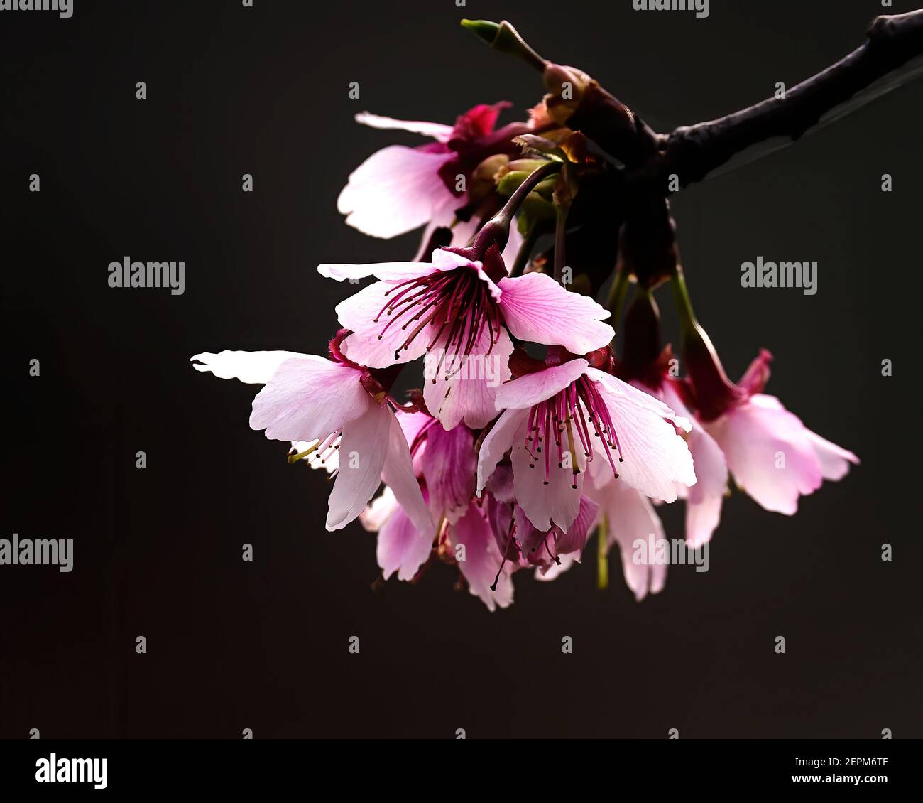 Lohas hi-res stock photography and images - Alamy