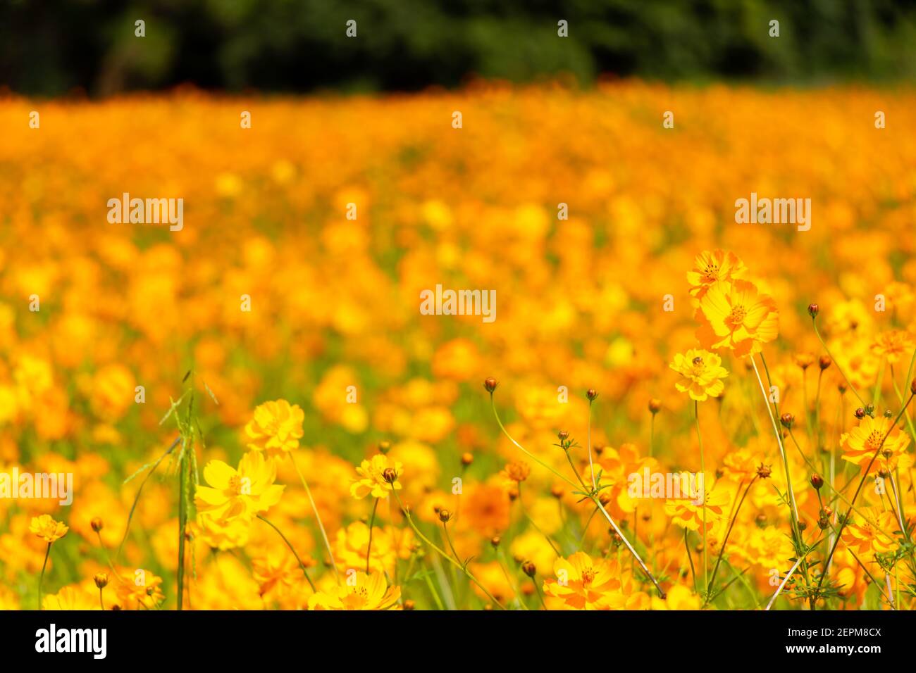 Beautiful yellow color cosmos (Cosmos sulphureus) flower field ...