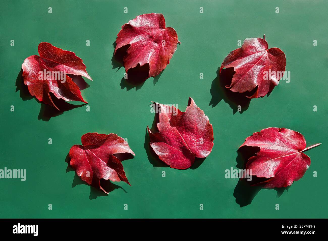 Red decorative wild grape leaves on green. Decorative fox grape autumn ...