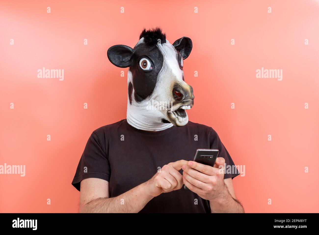 person disguised as a cow using a cell phone on a pink background Stock ...