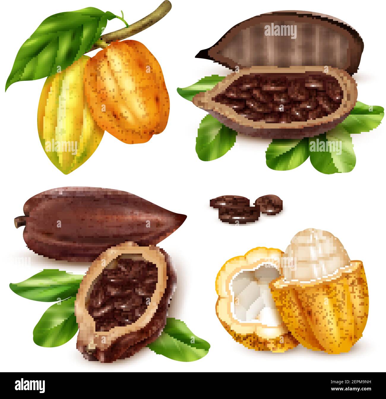 Isolated and realistic cocoa icon set with unripe and ripe fruit in cut ...