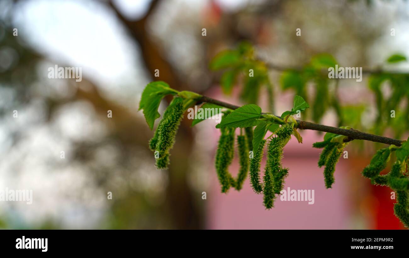 Mulberry tree india hi-res stock photography and images - Alamy