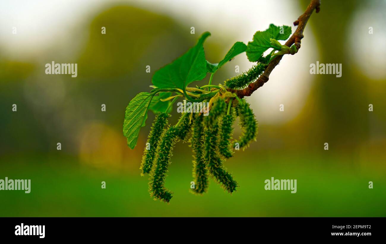 Indian Mulberry or Shatoot flowers with attractive green background ...