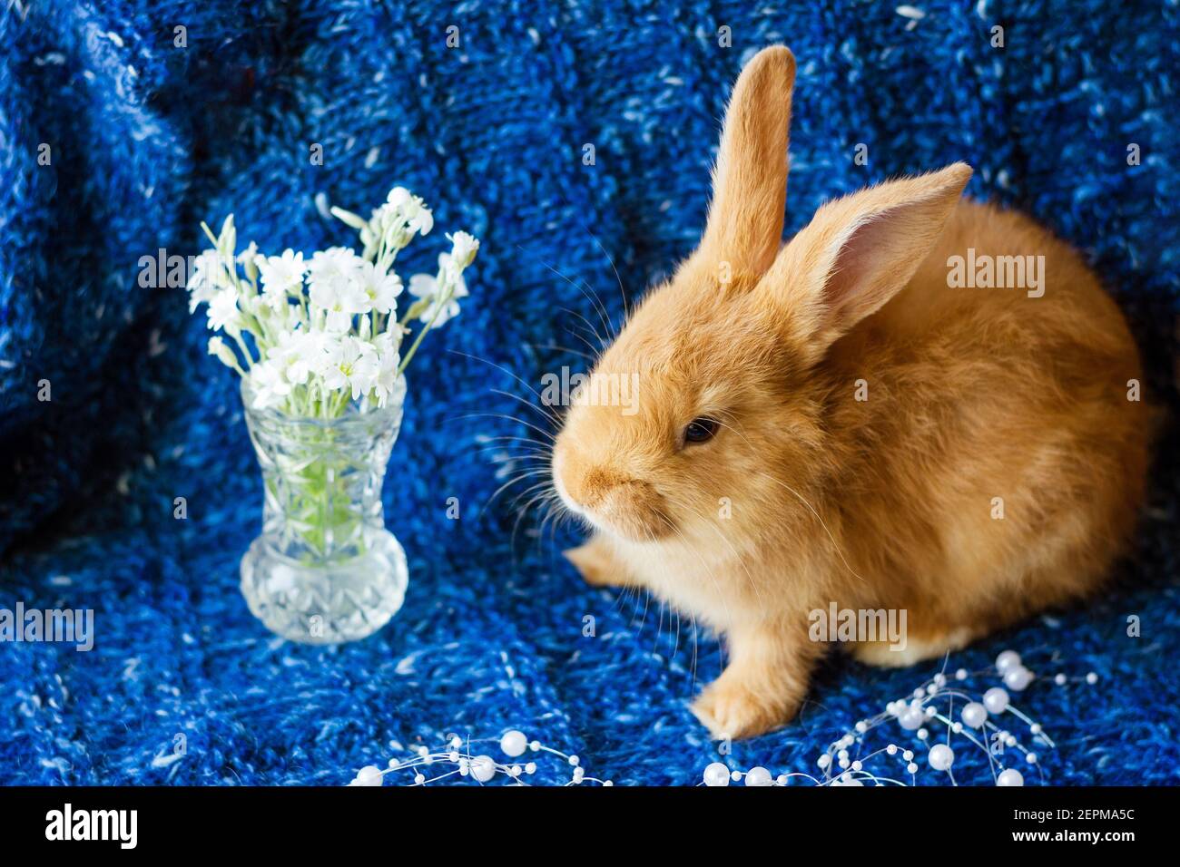 Cute fluffy ginger rabbit on a blue knitted background with a bouquet ...