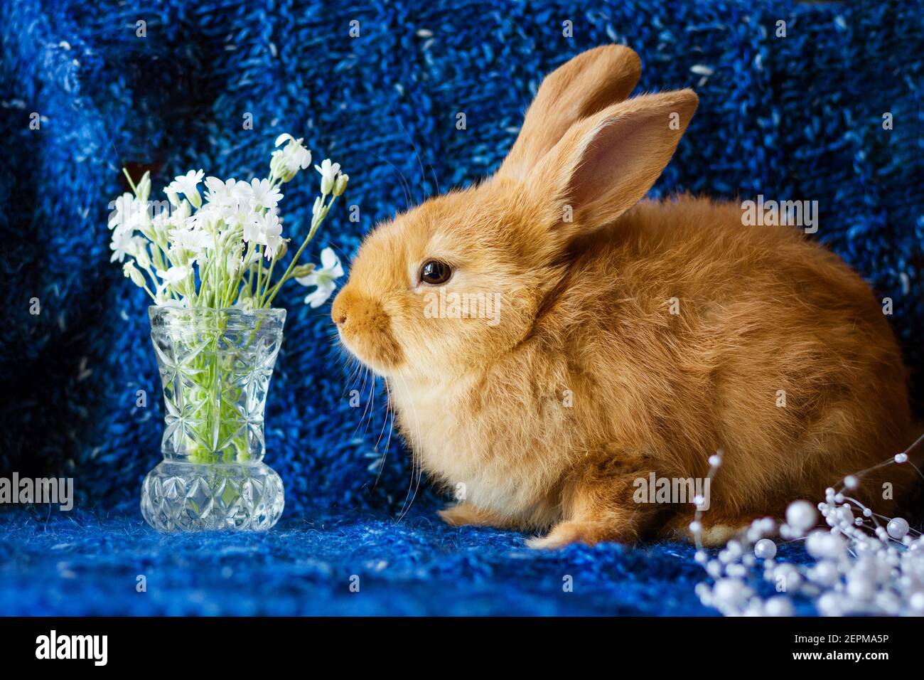 Cute fluffy ginger rabbit on a blue knitted background with a bouquet ...