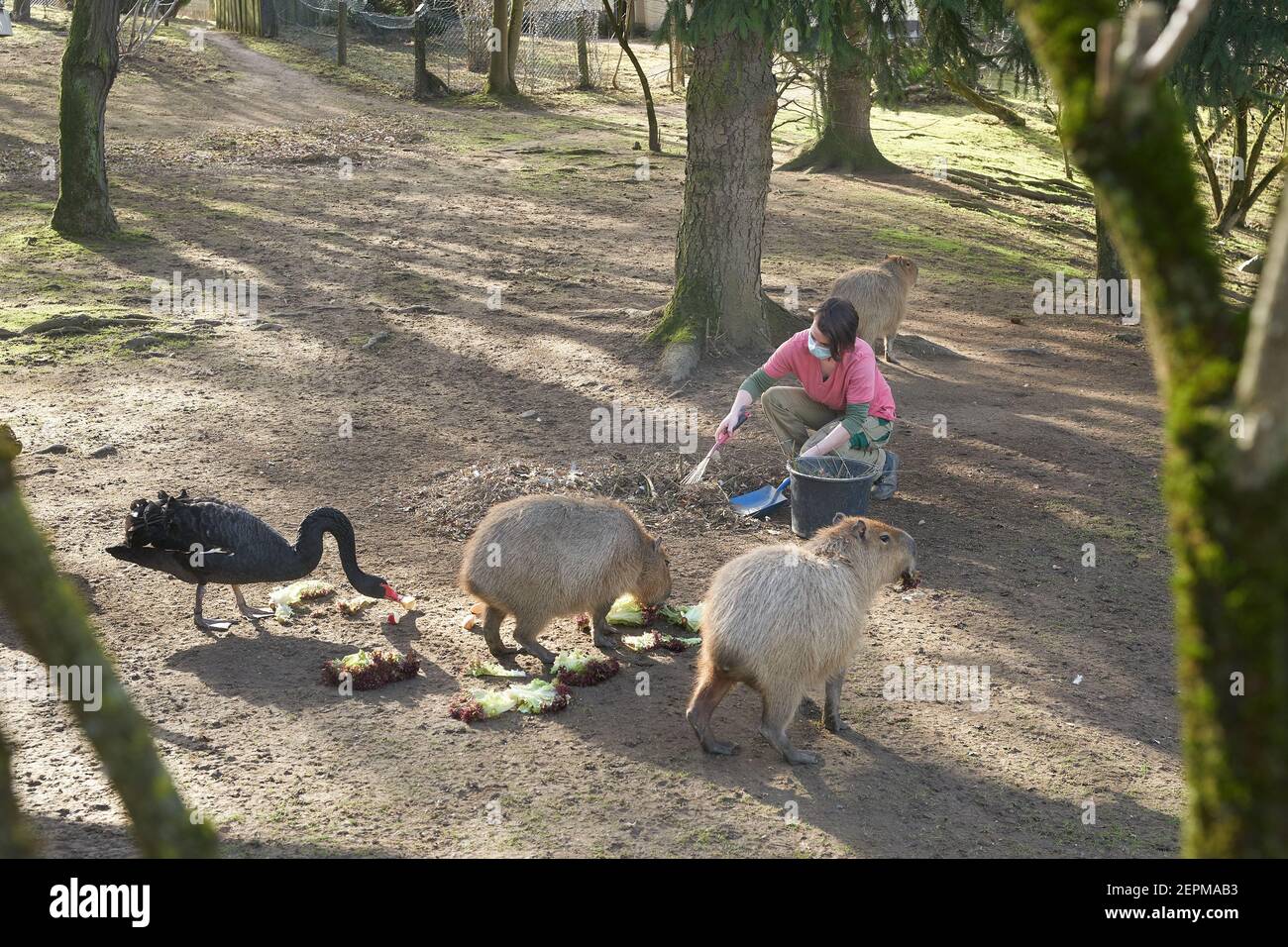 Neuwied, Germany. 25th Feb, 2021. Animal keeper Eva Senn cleans the ...