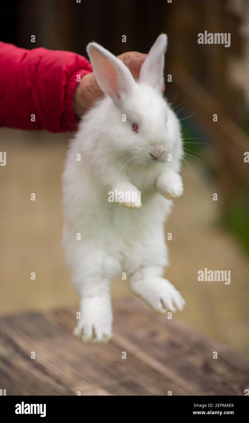 Beautiful white, fluffy baby rabbit in green grass Stock Photo - Alamy