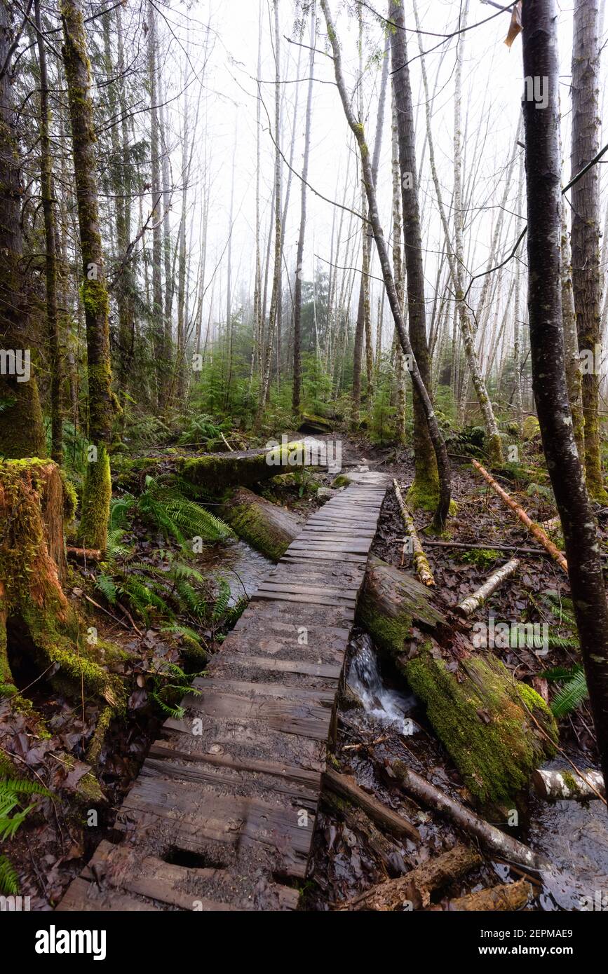 Bc forest mist hi-res stock photography and images - Alamy
