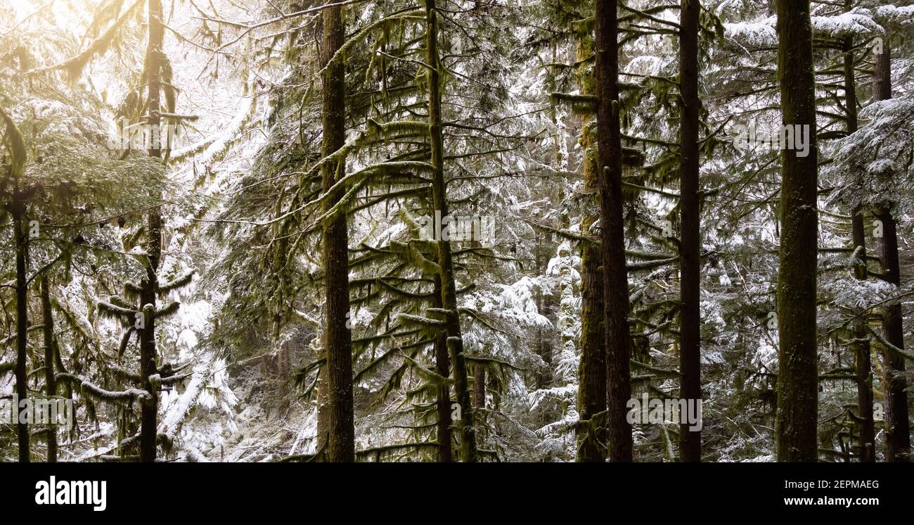 Beautiful Hiking Trail in the Forest Stock Photo - Alamy