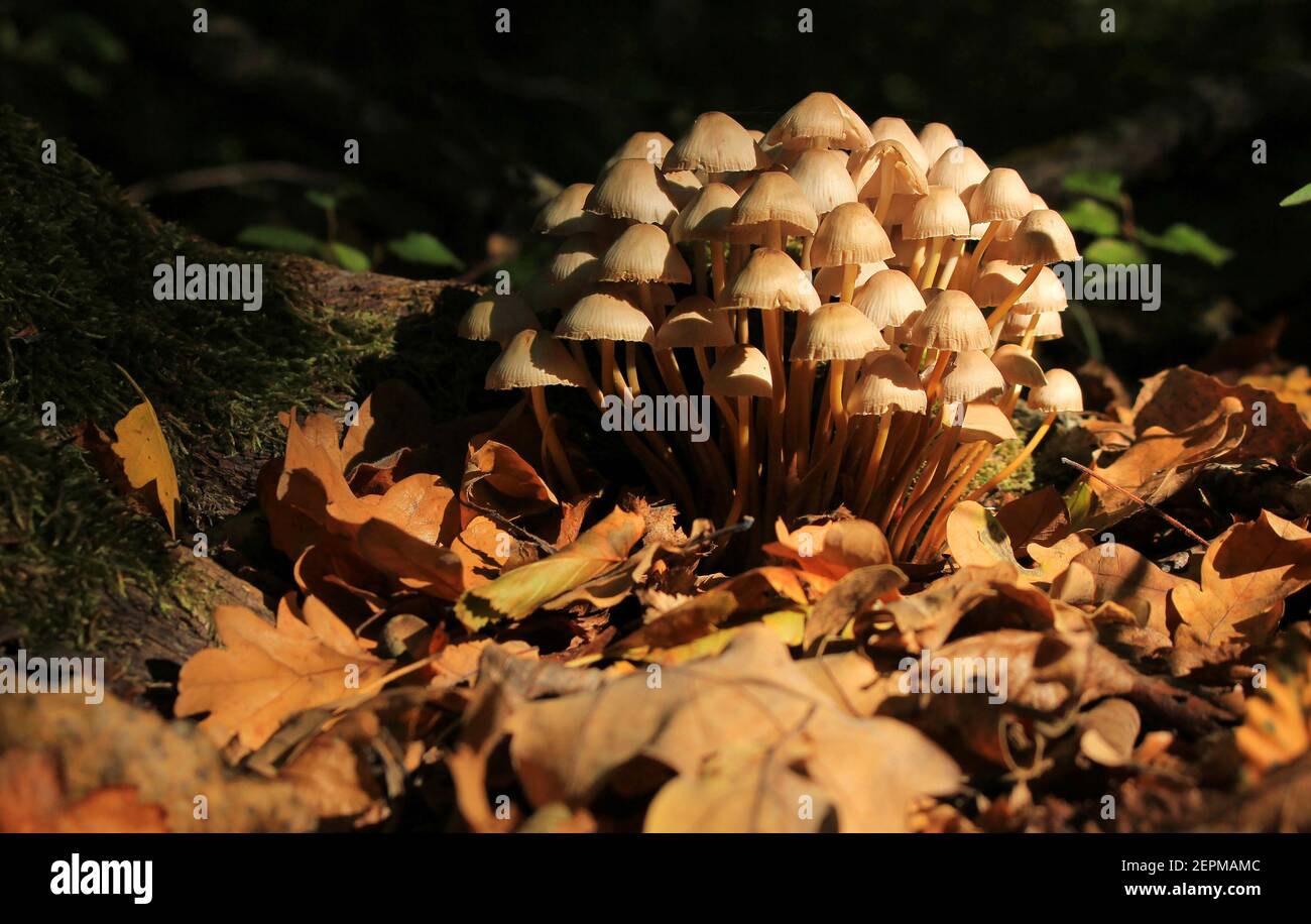 Beautiful Fungus High Resolution Stock Photography and Images - Alamy