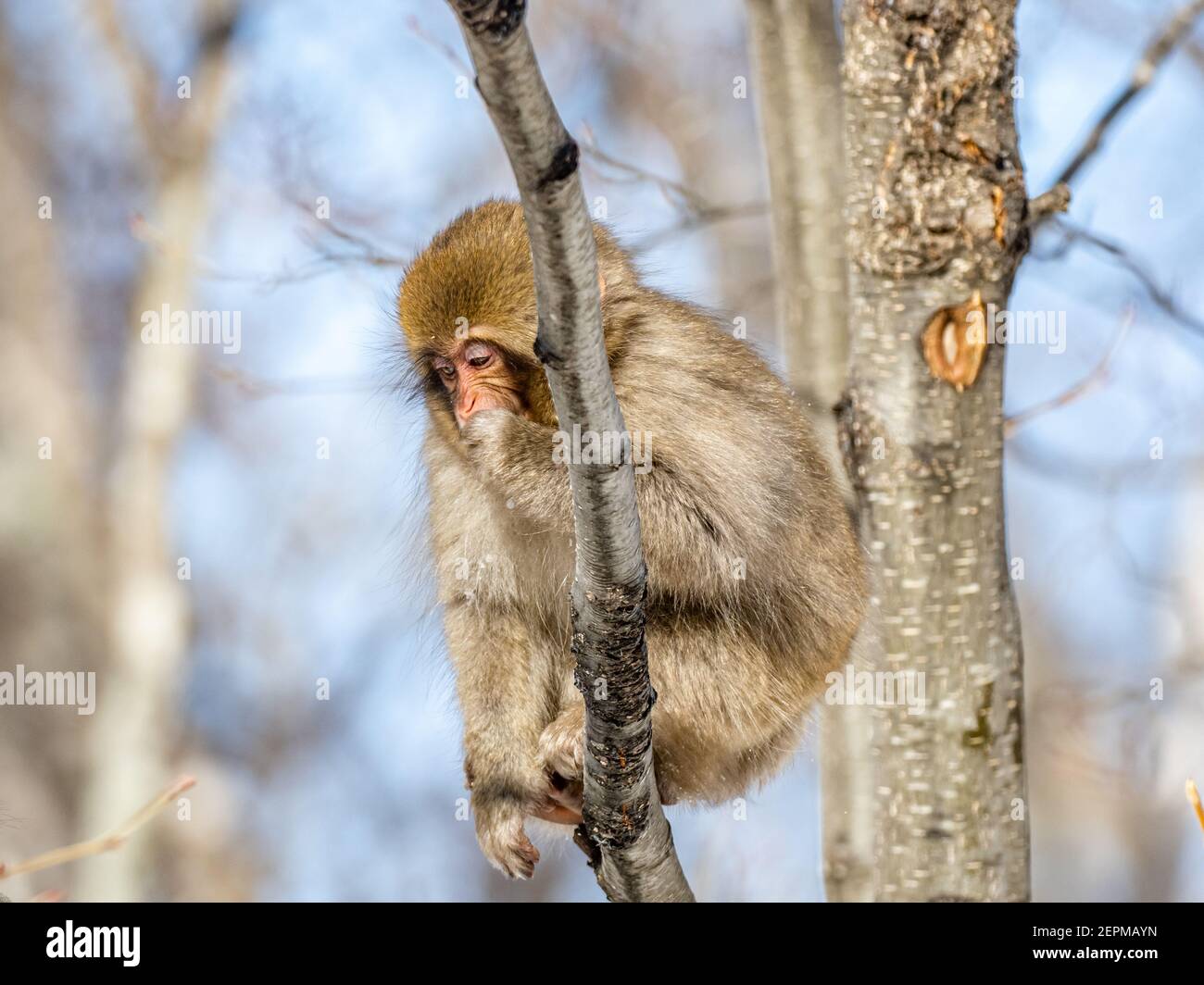 A Japanese macaque, Macaca fuscata, sitting in a tree in Shiga Kogen, a ...