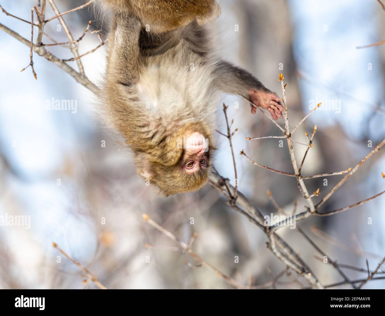 A Japanese macaque, Macaca fuscata, sitting in a tree in Shiga Kogen, a ...
