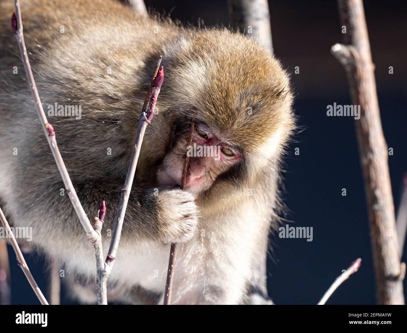 A Japanese macaque, Macaca fuscata, sitting in a tree in Shiga Kogen, a ...