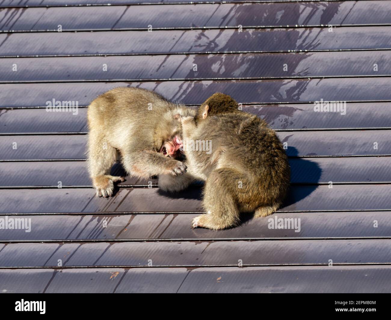 Fighting monkeys in water hi-res stock photography and images - Alamy