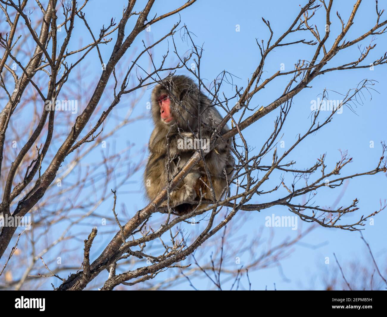 A Japanese macaque, Macaca fuscata, sitting in a tree in Shiga Kogen, a ...