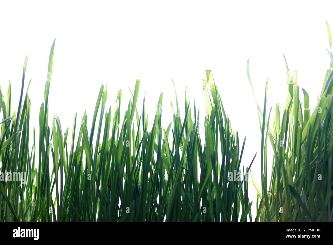 green grass against white background. Nature concept. Horizontal image ...