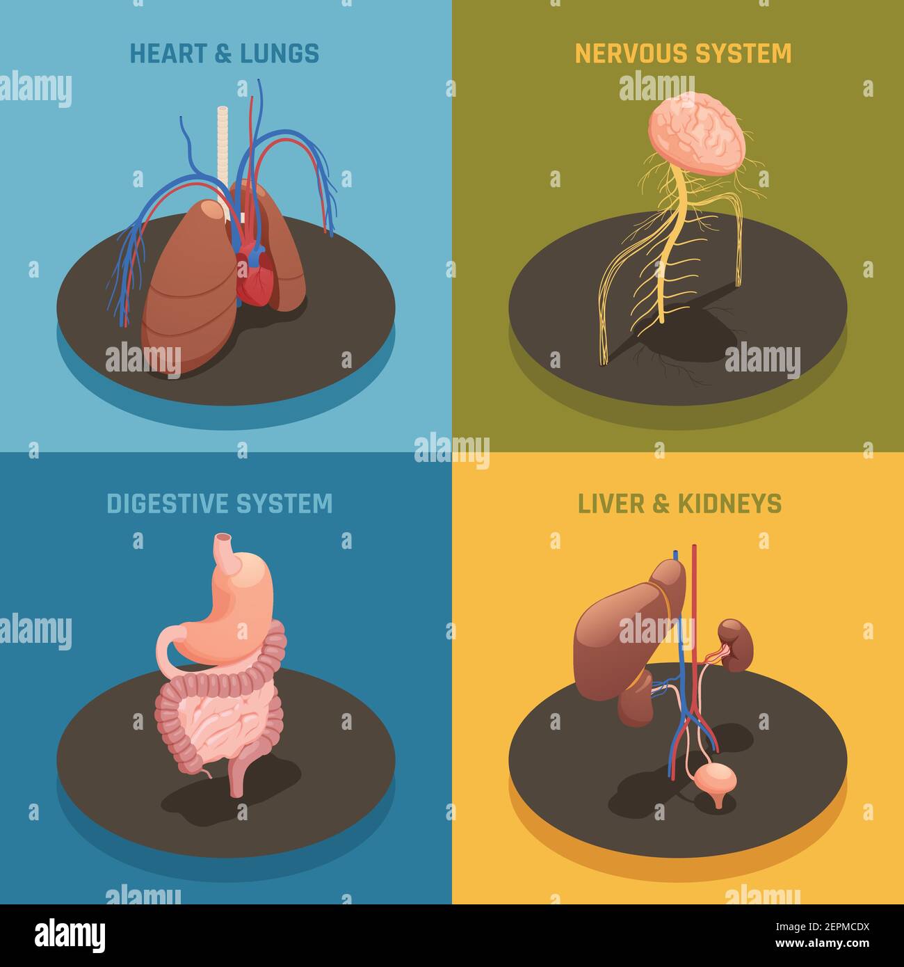 Human internal organs anatomy 4 isometric icons concept with heart ...
