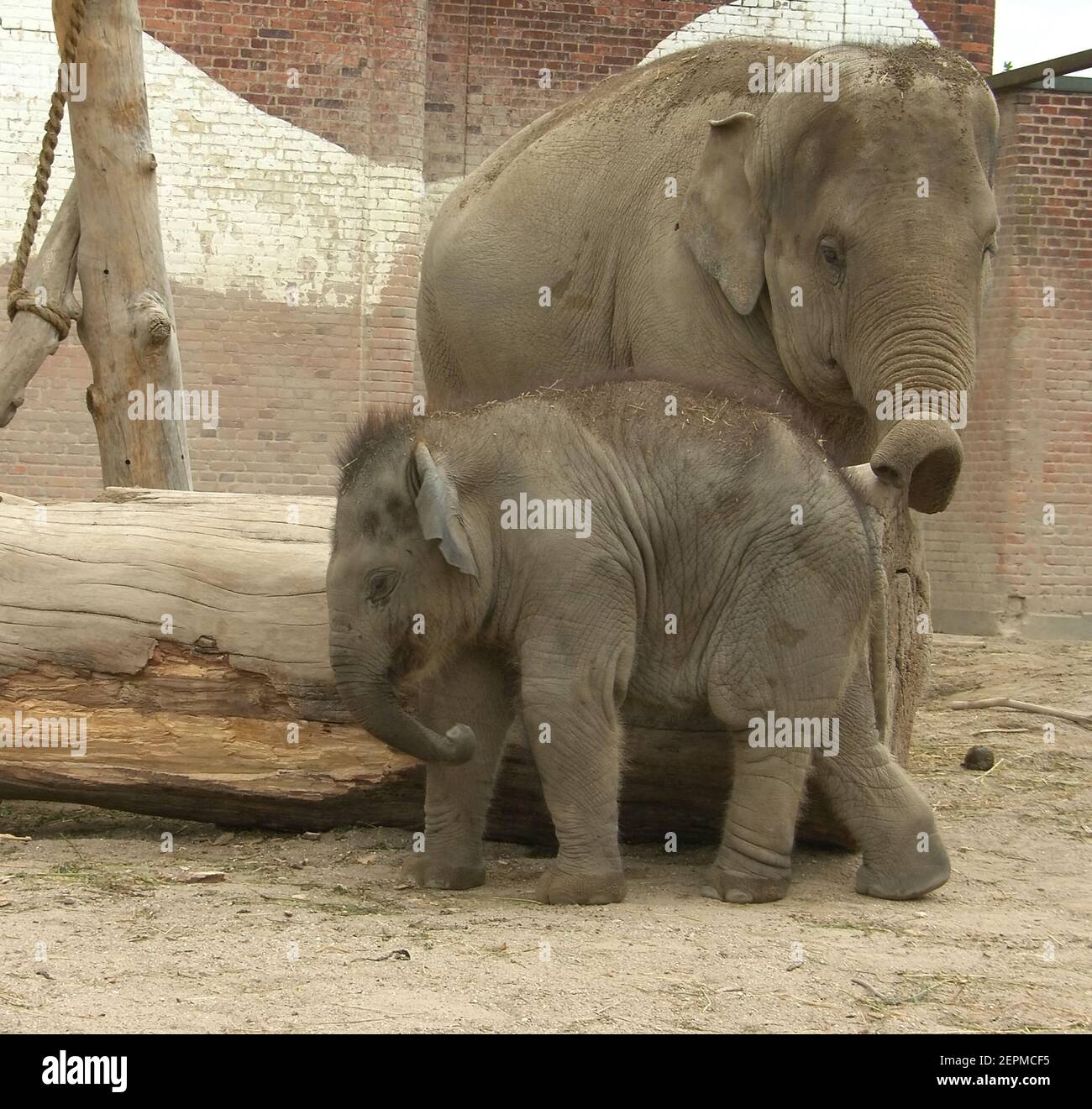 Big And Small Elephant