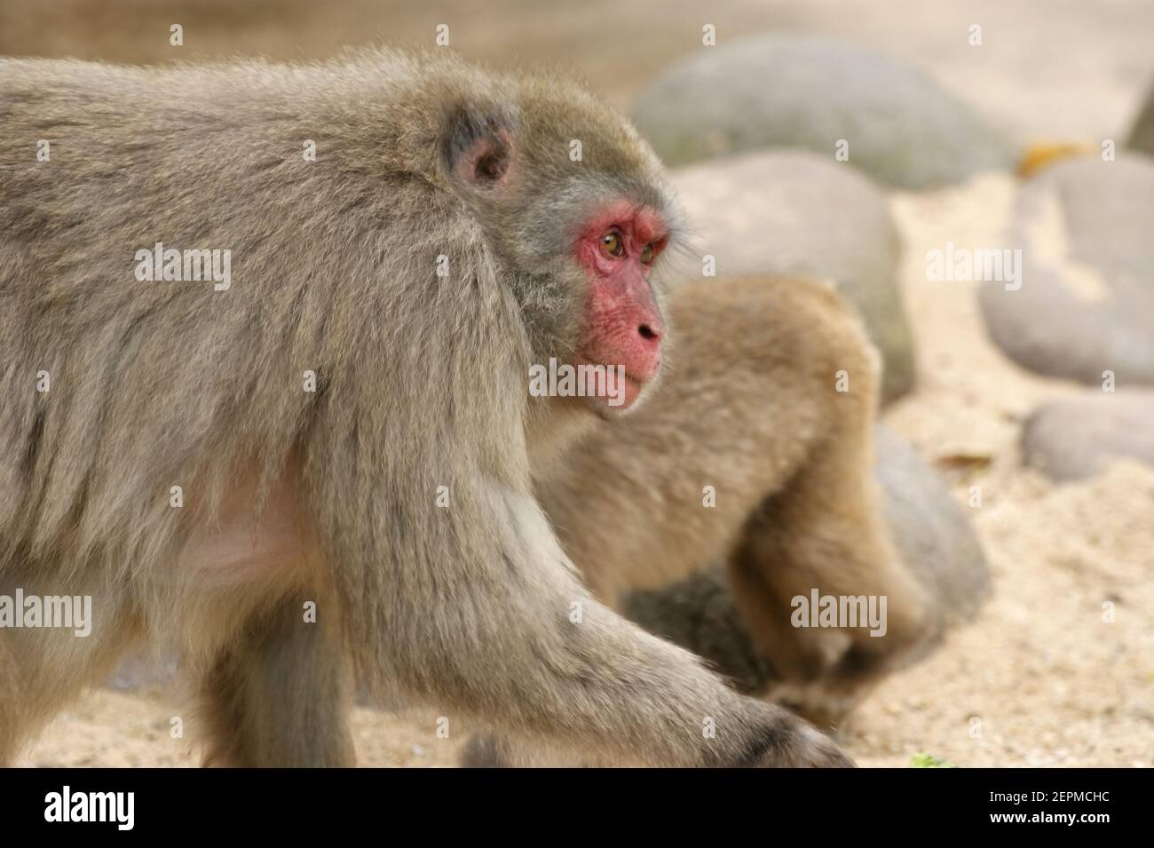 The large image of a small brown monkey with a red muzzle Stock Photo ...