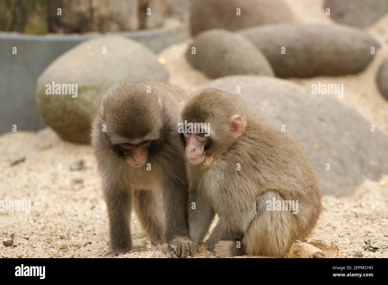 The large image of two small fluffy light brown monkeys Stock Photo - Alamy