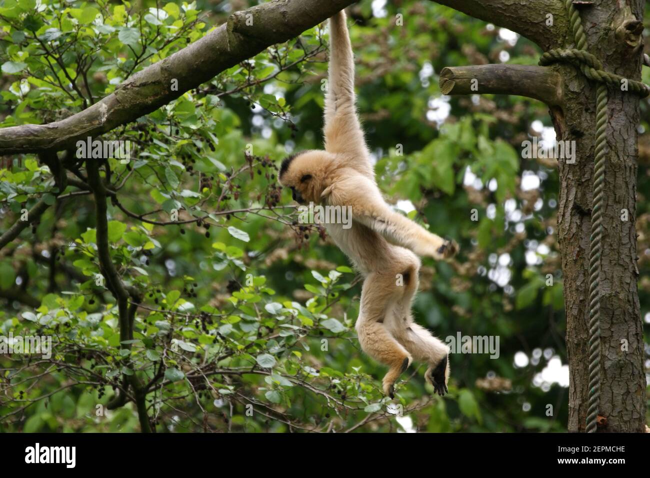 Shaken tree hi-res stock photography and images - Alamy