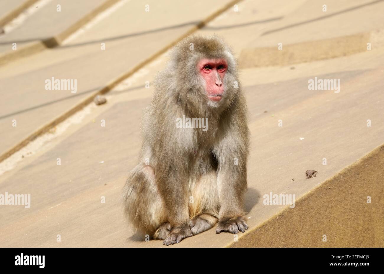 The large image of a small brown monkey with a red muzzle Stock Photo ...