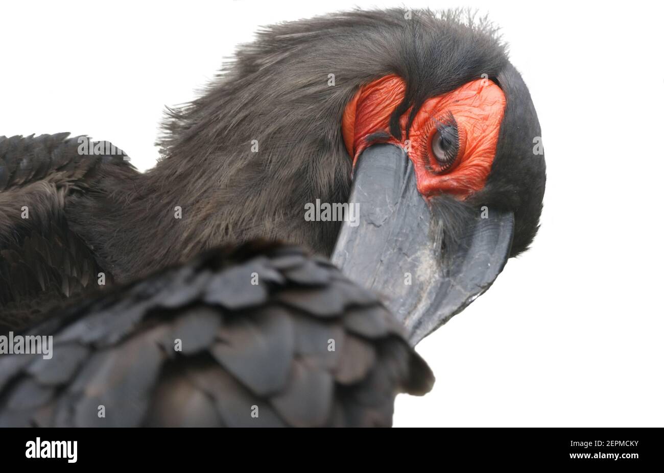 Large images of the Kafrsky horned raven in a profile separately on it ...