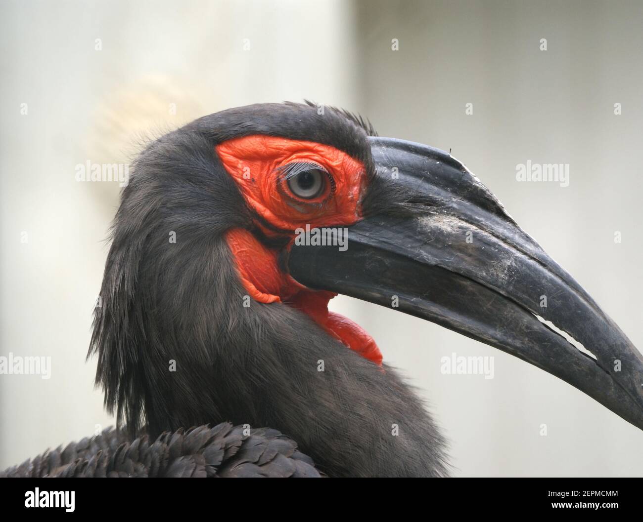 The large image of the Kafrsky horned raven in a profile Stock Photo ...