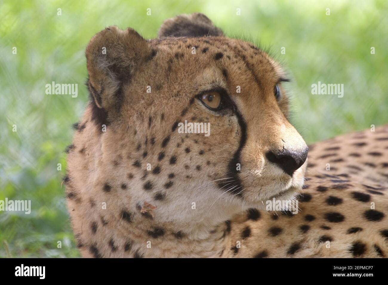 The large image of a muzzle of a cheetah lying on a green grass Stock ...