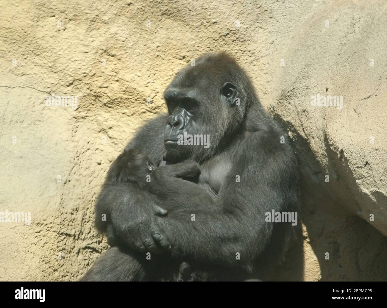 The large image of a sitting gorilla coastal. Holds on hands of a cub ...