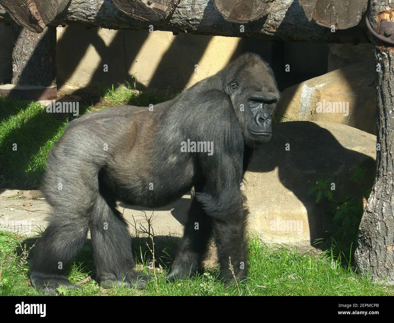 Gorilla standing up hi-res stock photography and images - Alamy