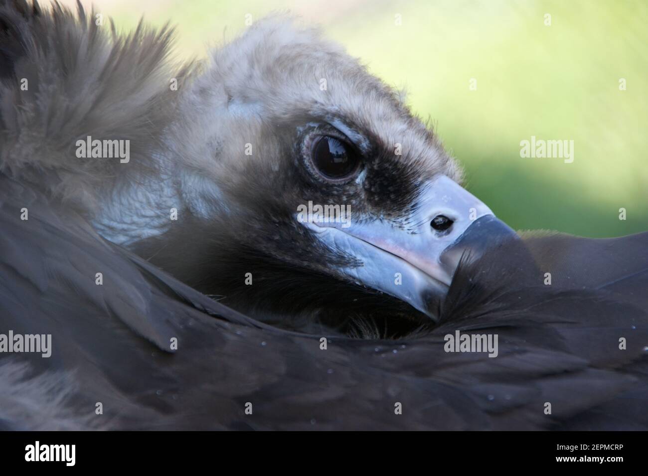 The large image of a bird of family hawk with the big beak on the ...