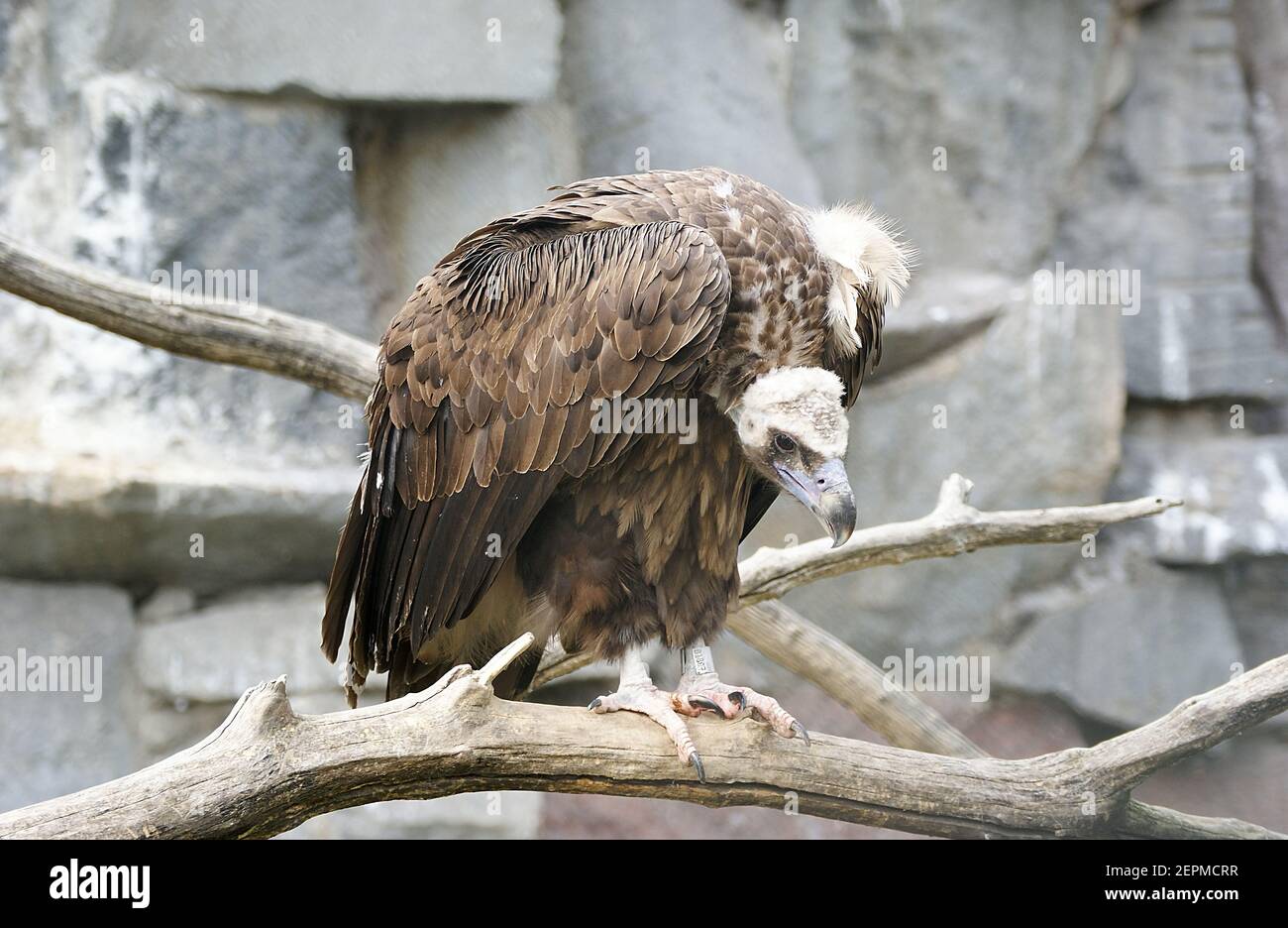 The large image of a bird of family hawk with the big beak on the ...