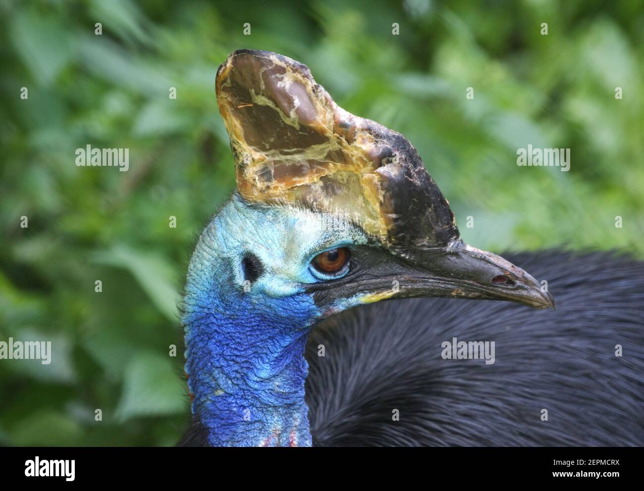 The large image of cassowary on the nature Stock Photo - Alamy