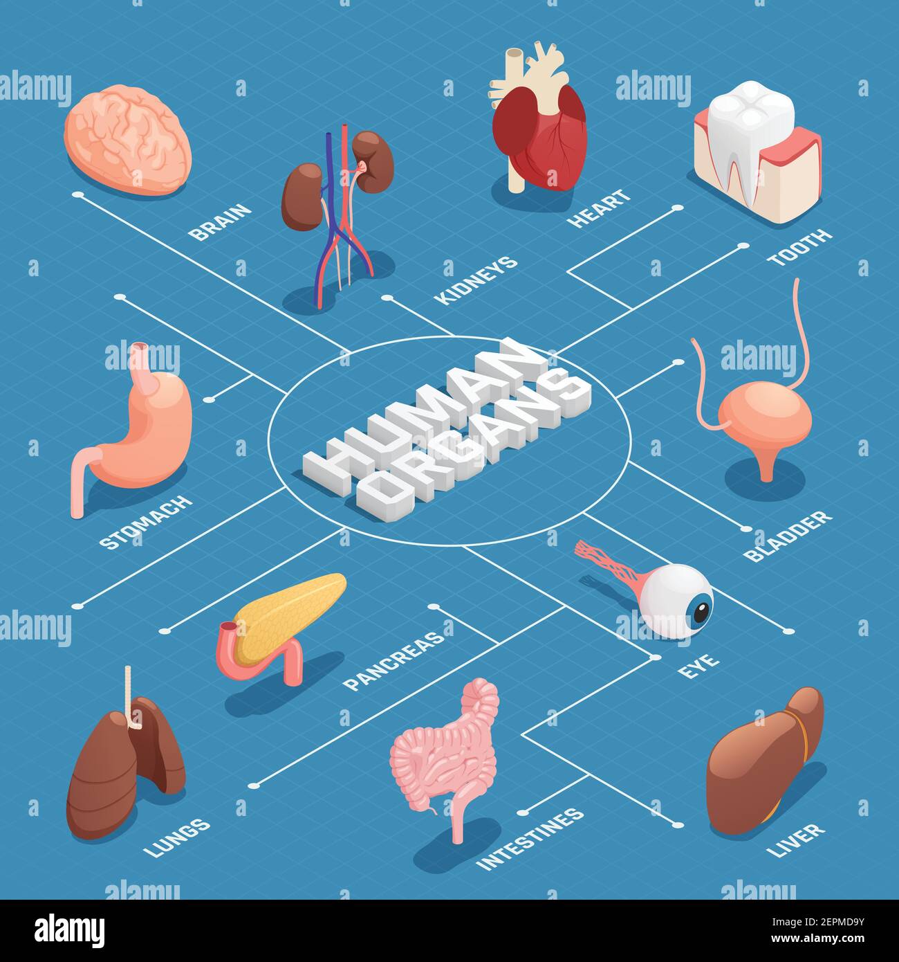 Human organs anatomy isometric flowchart with pancreas stomach liver ...