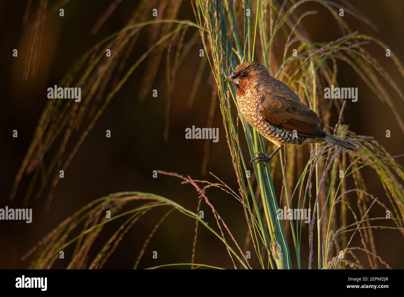 Scaly-breasted Munia perching on grass stem looking into a distance ...