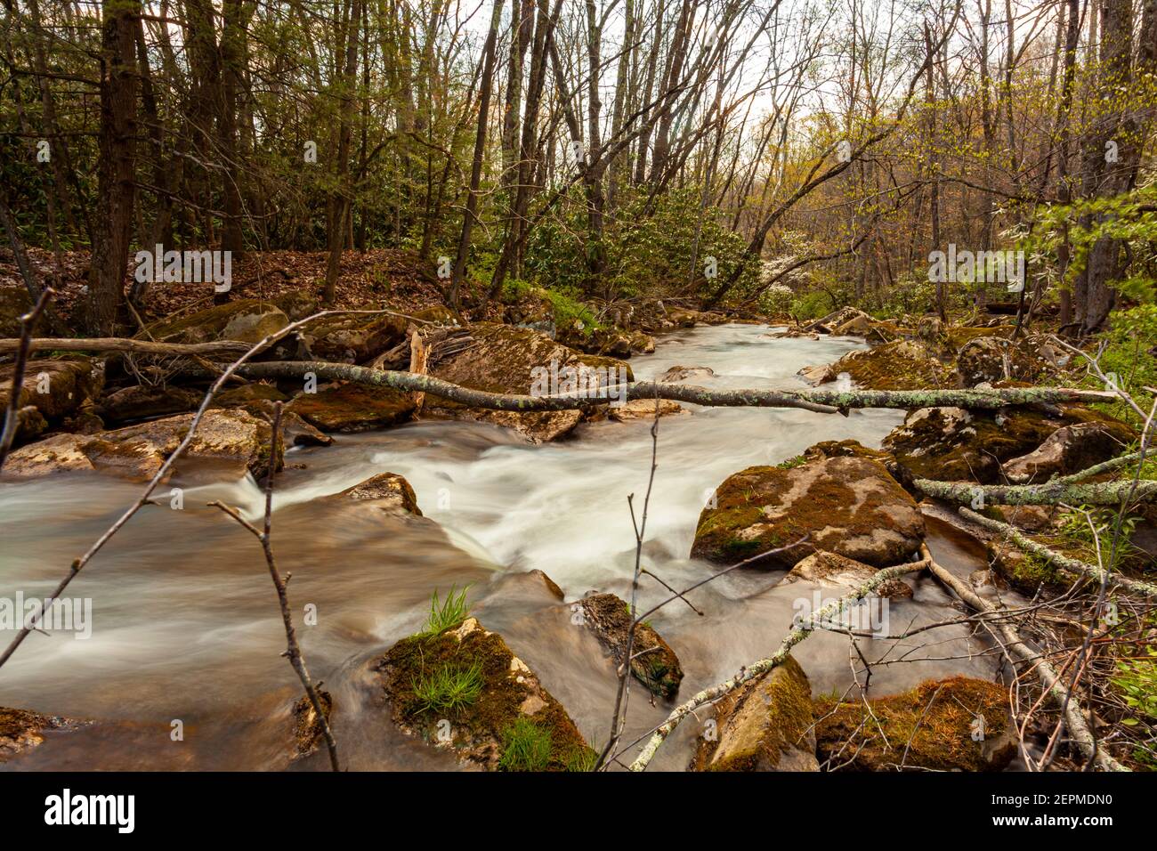 A forest scene in West Virginia with a mountain spring water stream is ...