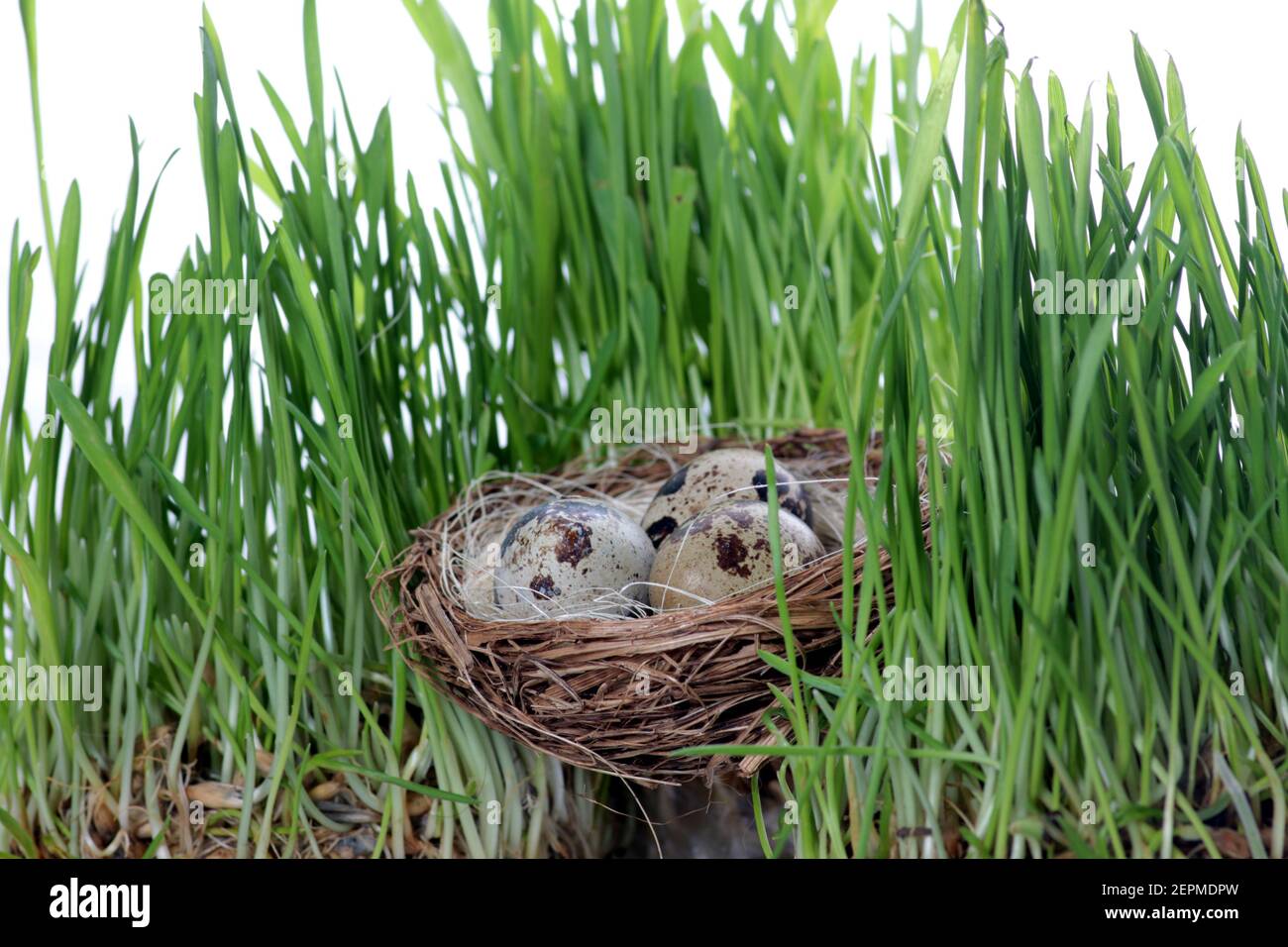 bird's nest with eggs in grass. Nature concept. Image contains copy ...