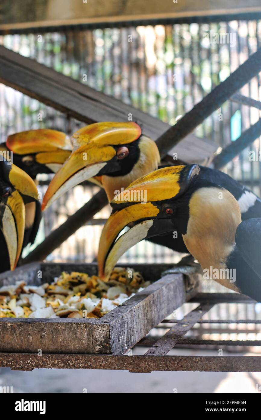 The great hornbills are eating together Stock Photo - Alamy